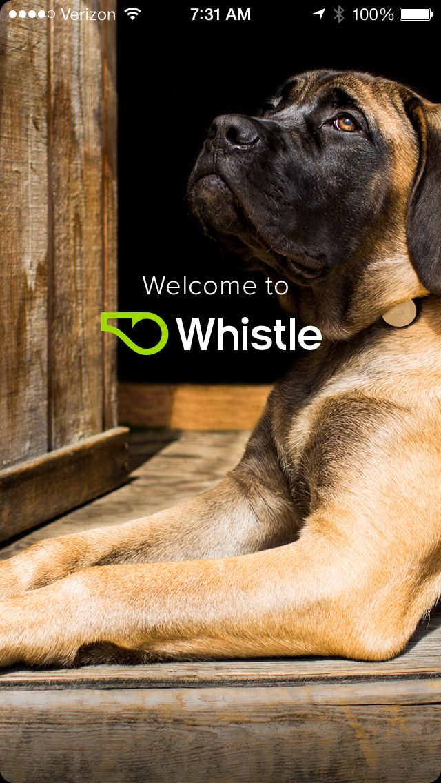 Whistle, the Fitness Tracker for Dogs, Is Useful and Helpful | Gear Diary