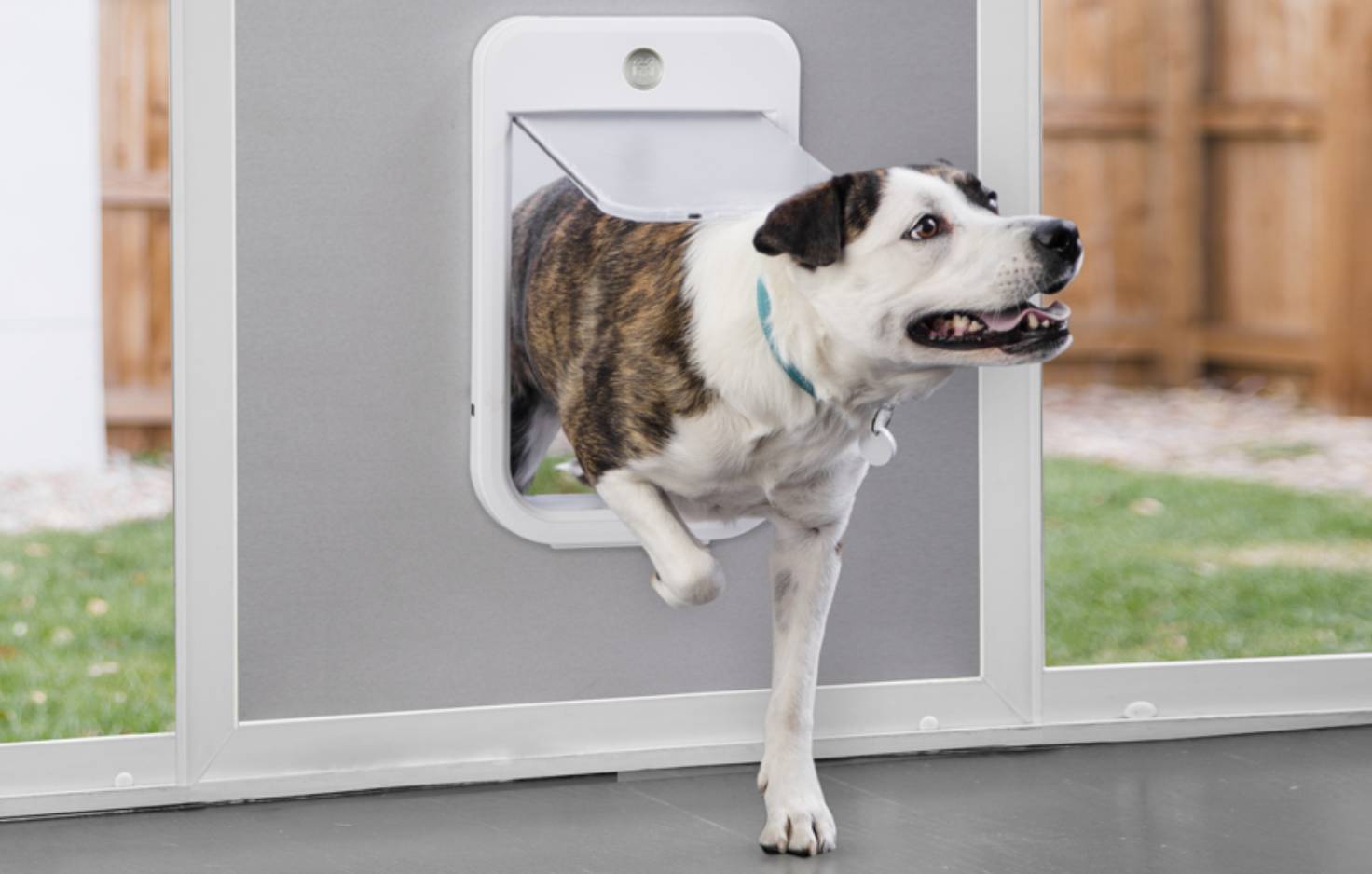 Wagz Will Keep Your Dog Where It Needs to Be Without Shocking or Scaring It