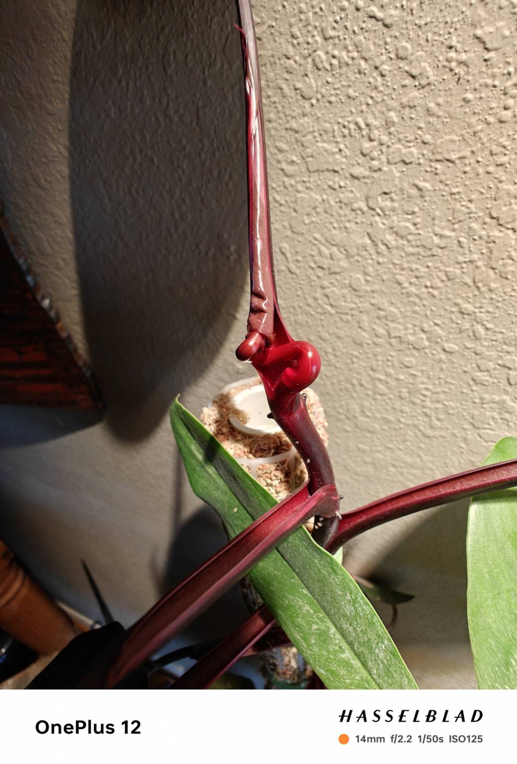 OnePlus 12 Review: OnePlus Delivers an Affordable Android Flagship That ...